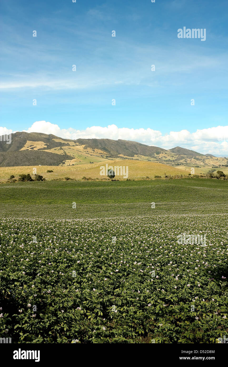 Fields planted with potatoes in bloom. Coordillera of the Andes ...