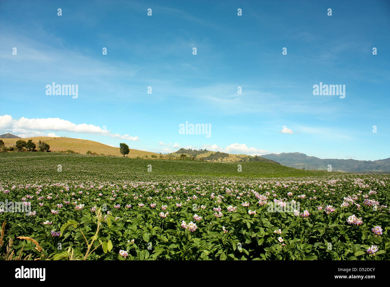 Andean tubercle hi-res stock photography and images - Alamy