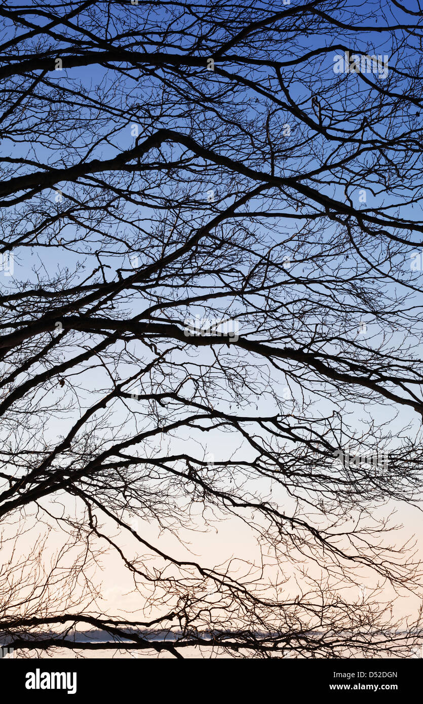 Abstract tree branches hi-res stock photography and images - Alamy