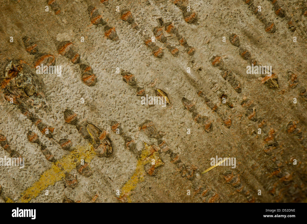 Close up shot of the bark of a mature aspen tree, Populus tremuloides ...