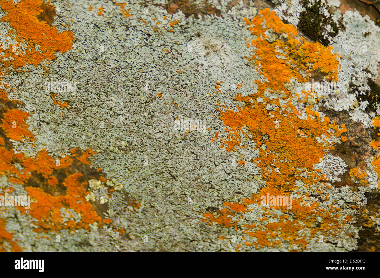 The brightly colored moss on this boulder showcases its texture and ...