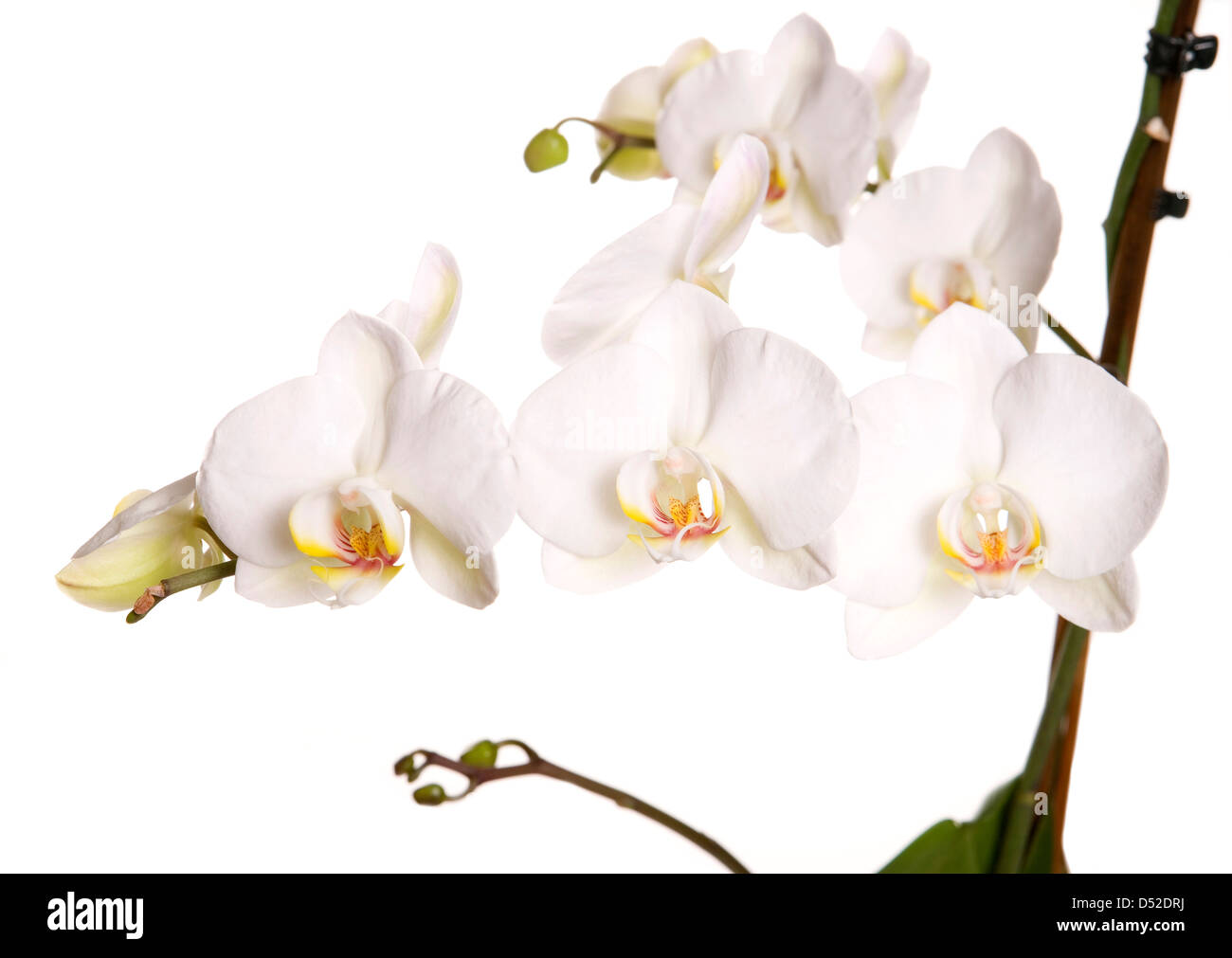 white orchid plant studio cut out Stock Photo - Alamy