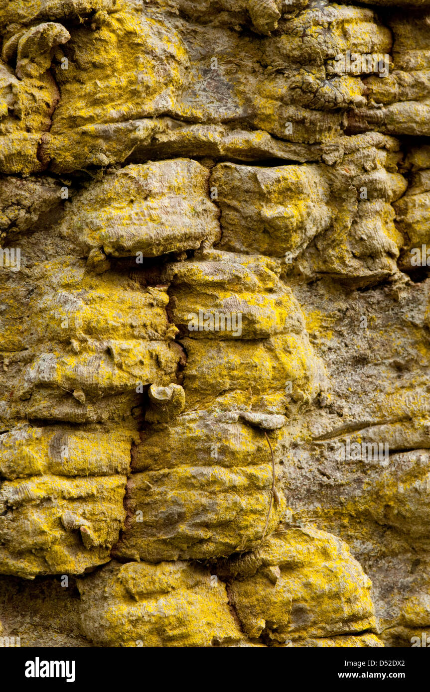 Monkey Puzzle tree bark Stock Photo - Alamy