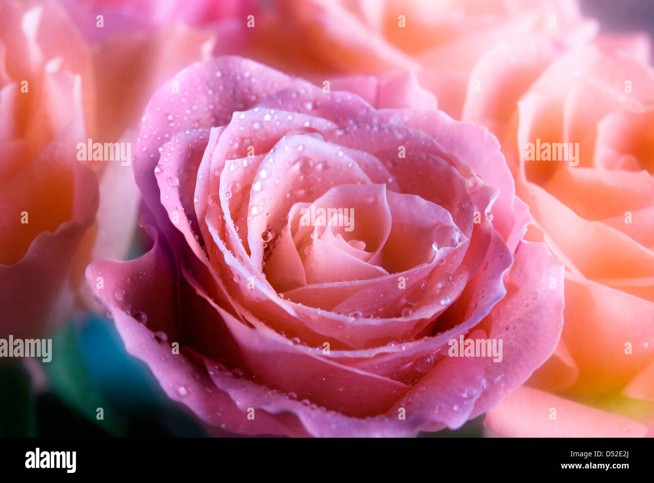 romantic pink roses Stock Photo - Alamy