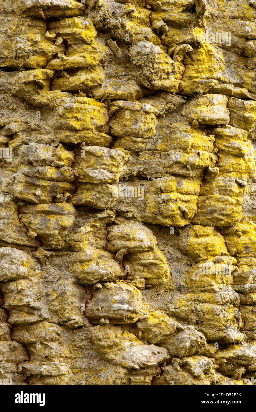 Monkey Puzzle tree bark Stock Photo - Alamy