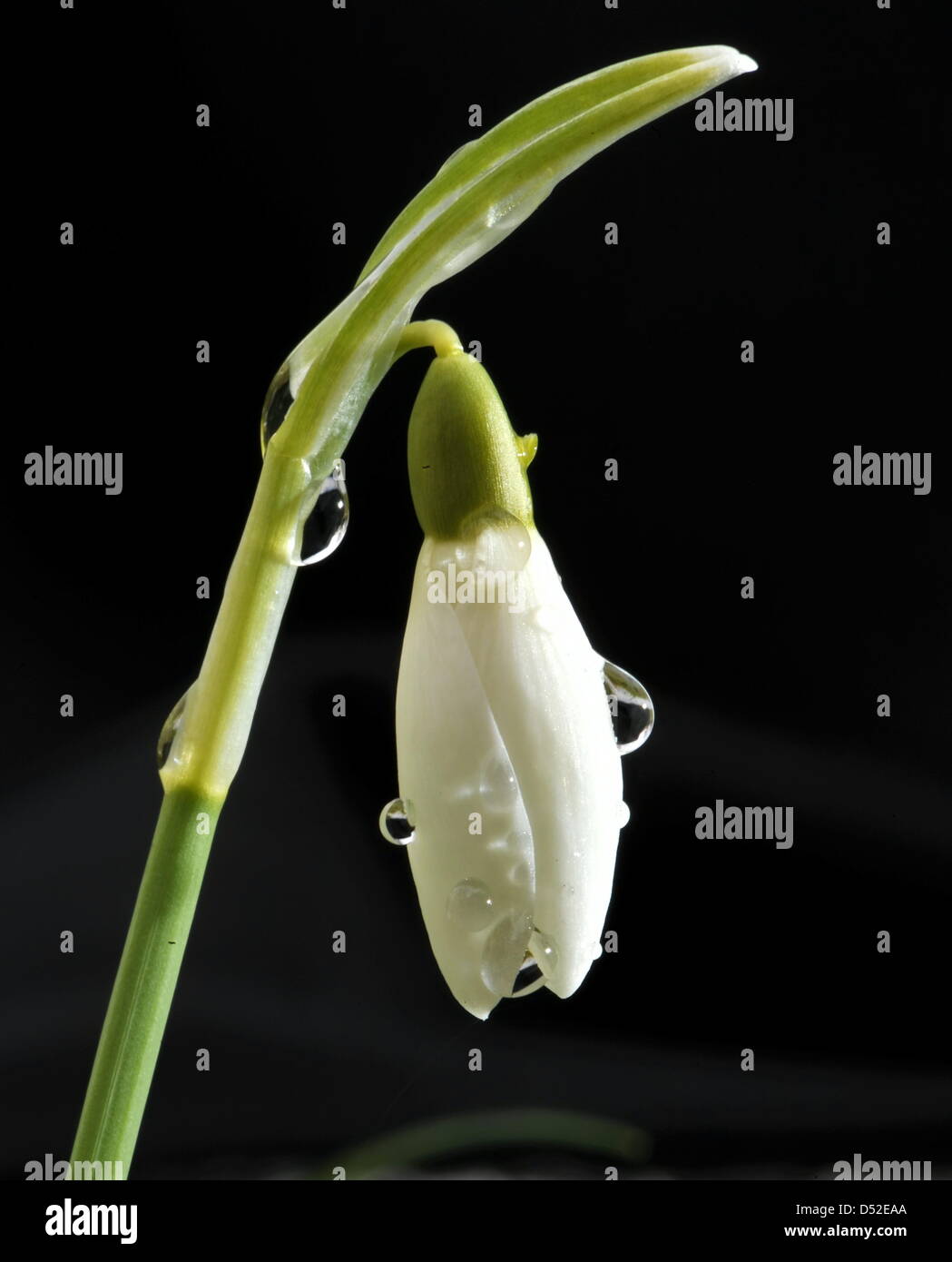 Snowdrop 24 hi-res stock photography and images - Alamy