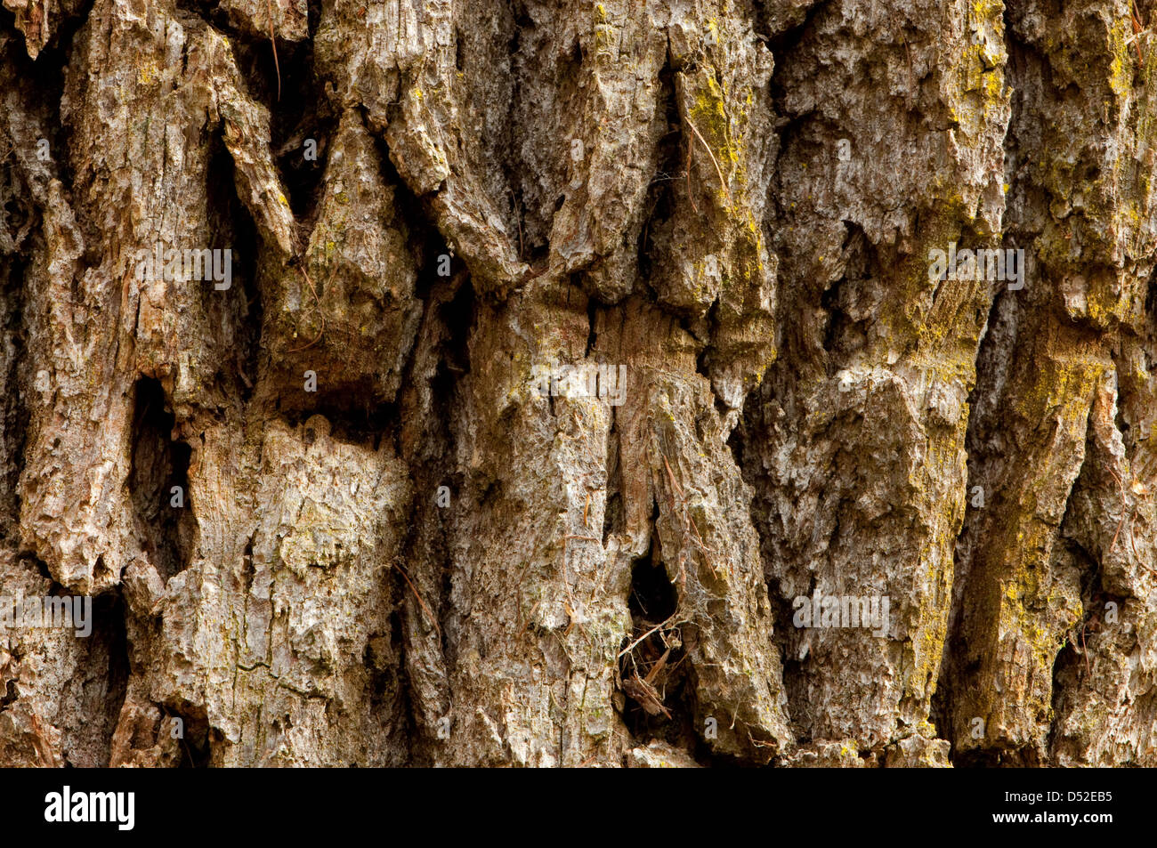 Oak tree bark Stock Photo - Alamy