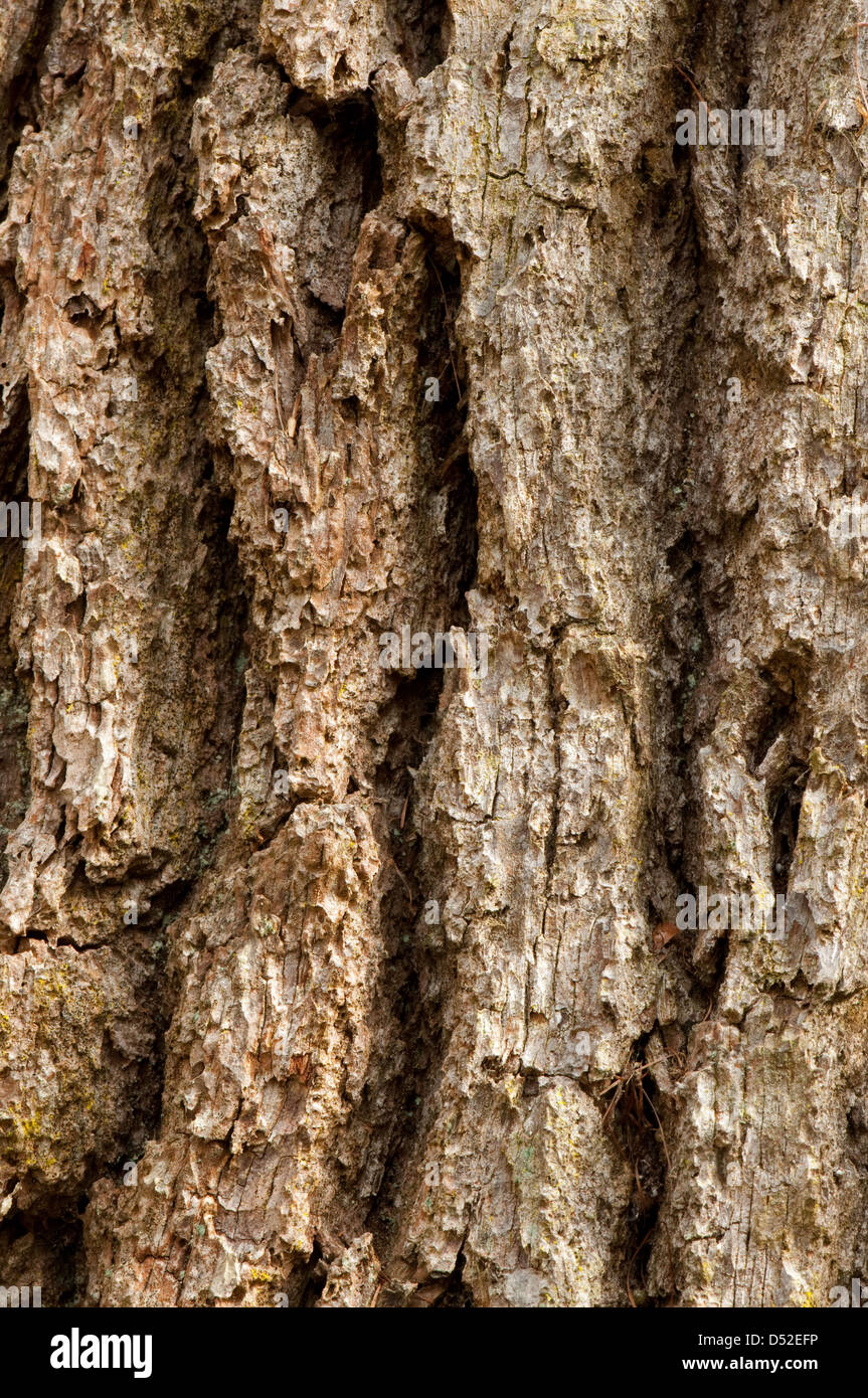 Oak Tree bark Stock Photo - Alamy
