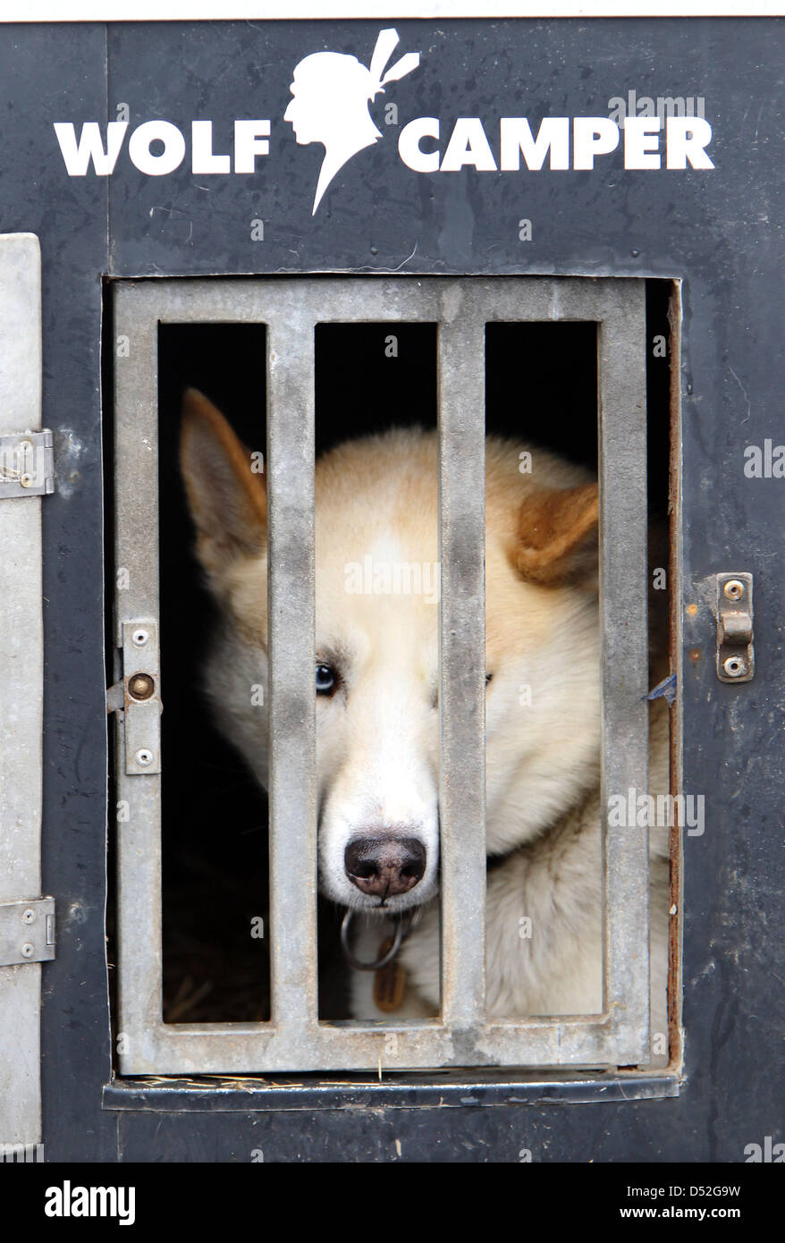 A dogs shown in his kennel at the sledge dog world championships in ...