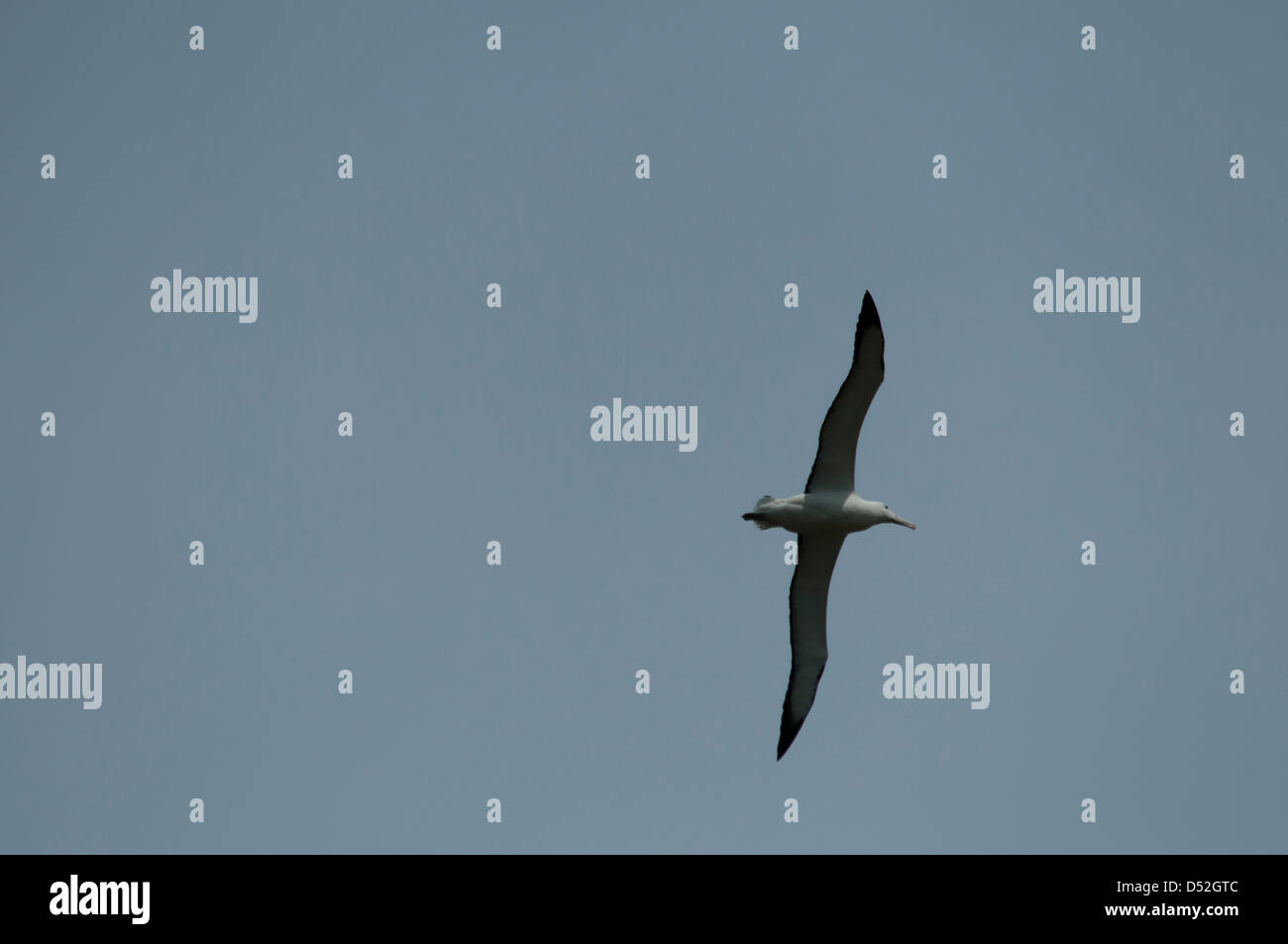 Royal albatros hi-res stock photography and images - Alamy