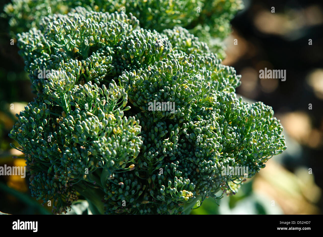 Broccoli field in the Imperial Valley of California Stock Photo - Alamy