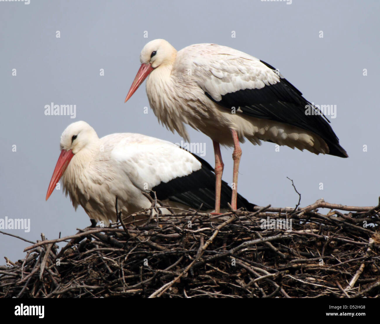 The stork couple 'Novi' and 'Jonas' pictured in its nest in Loburg ...