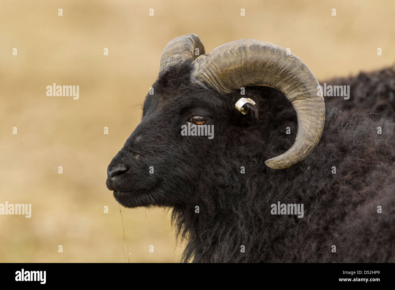 Hebridean rams hi-res stock photography and images - Alamy
