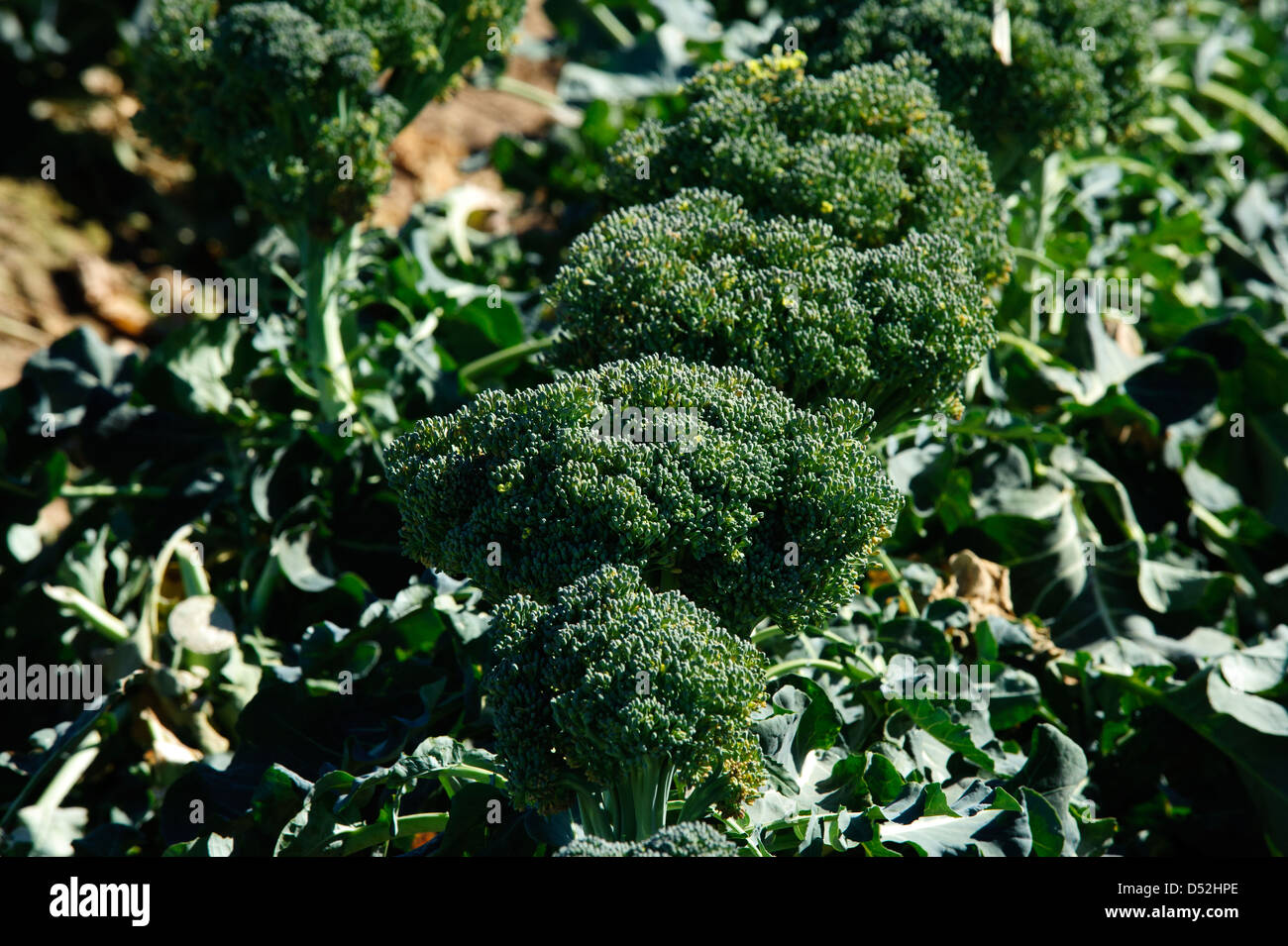 Broccoli field in the Imperial Valley of California Stock Photo - Alamy