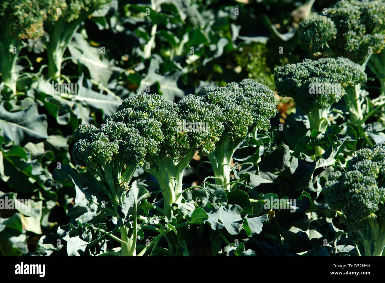 Broccoli Field High Resolution Stock Photography and Images - Alamy