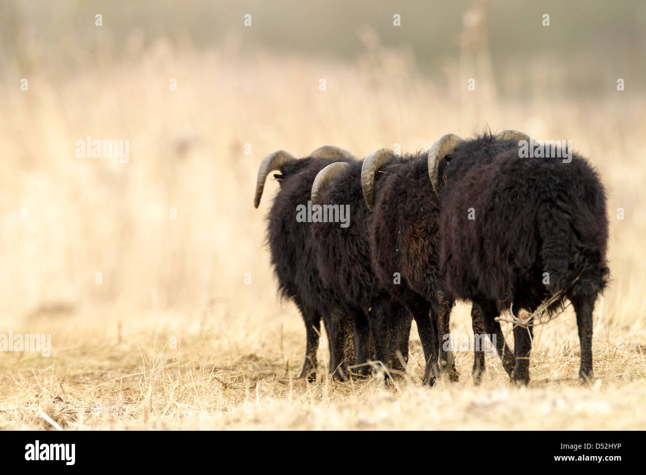 Hebridean sheep hi-res stock photography and images - Alamy