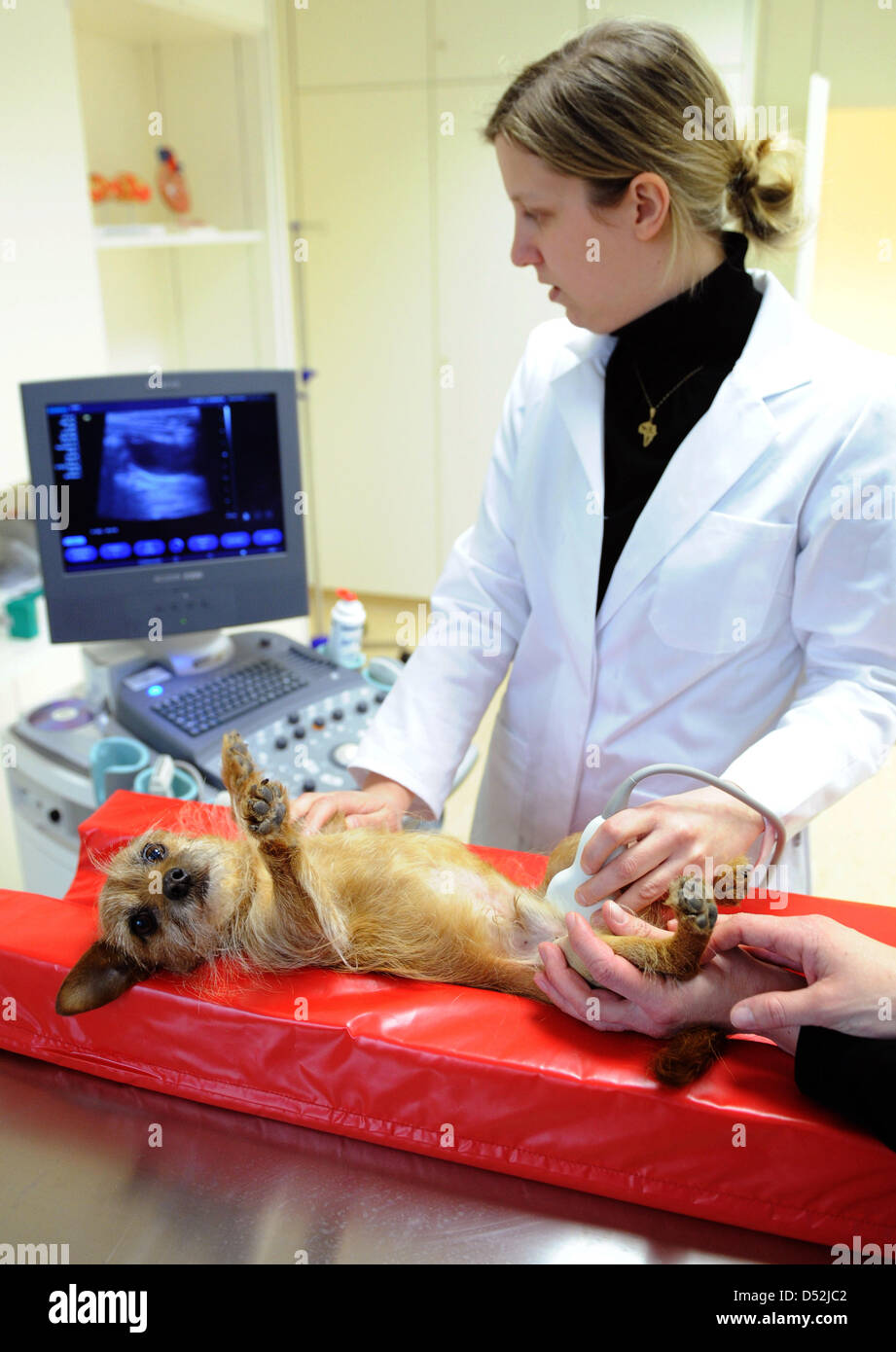 Veterinarian Brigitte Kratz uses ultrasound to check dog Giotto in the ...