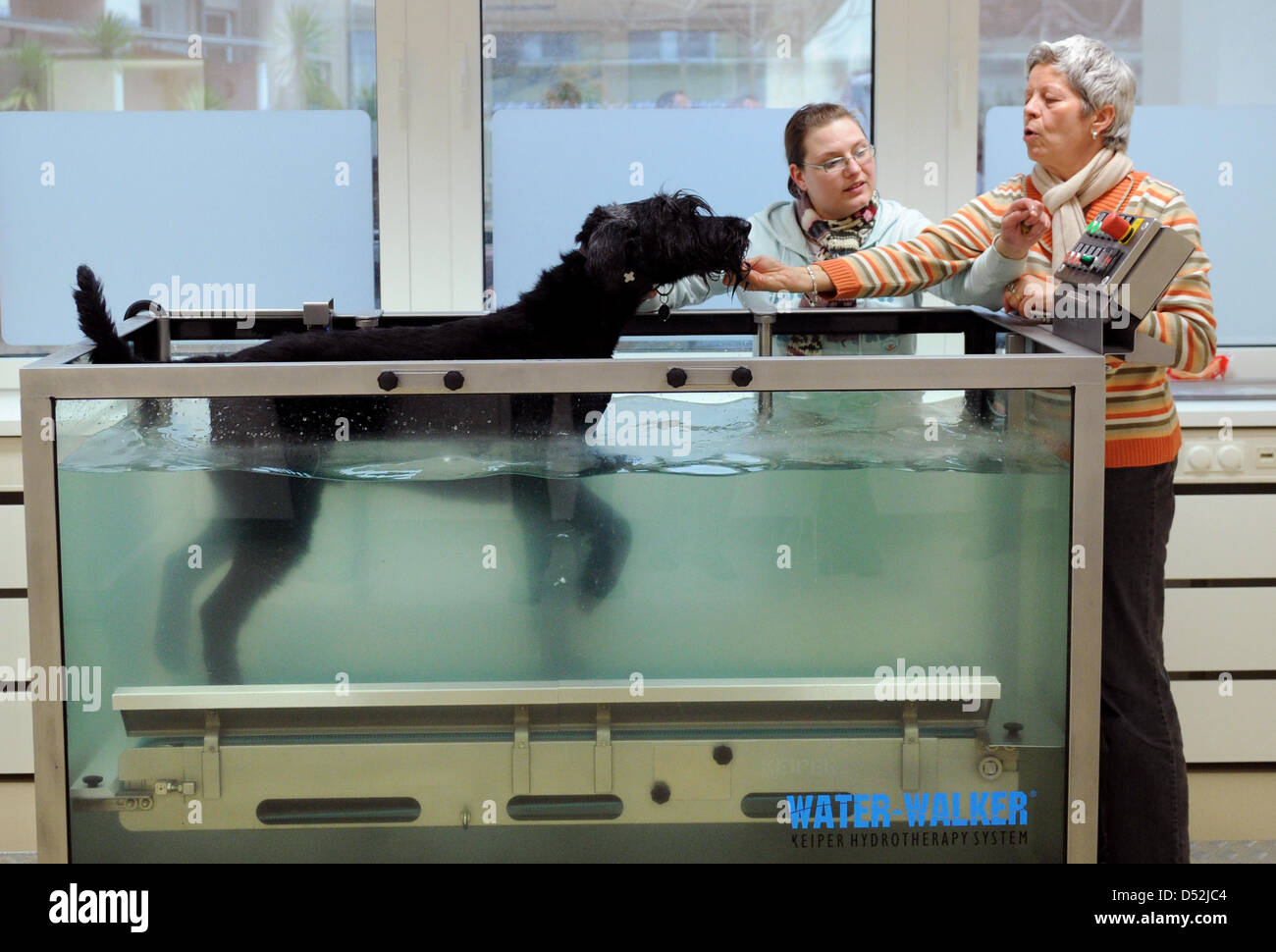 Kuno dog hi-res stock photography and images - Alamy