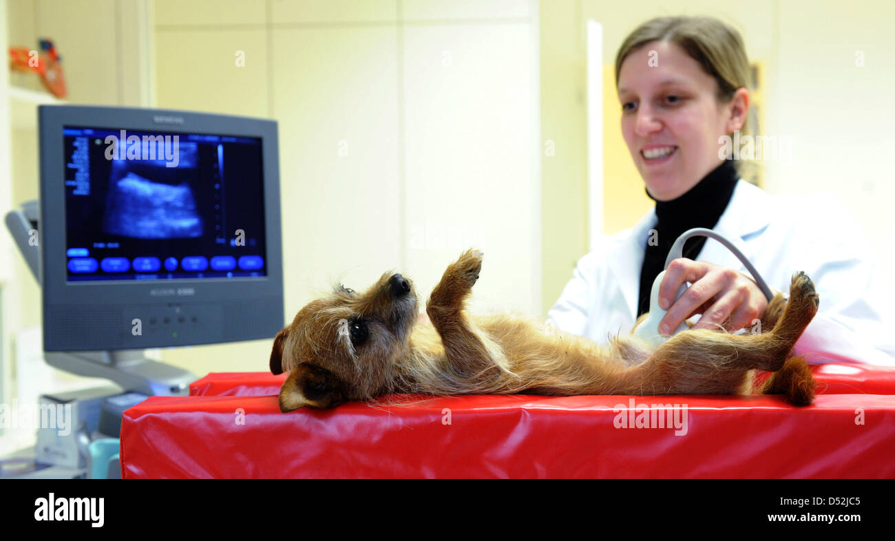 Animal hospital opened hi-res stock photography and images - Alamy