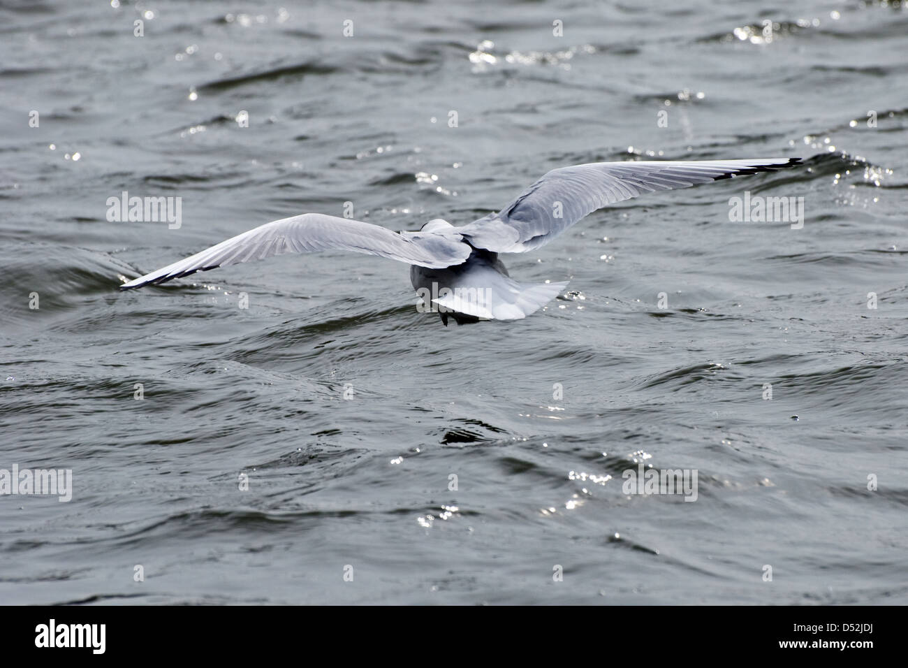 Black Headed gull in flight Stock Photo - Alamy