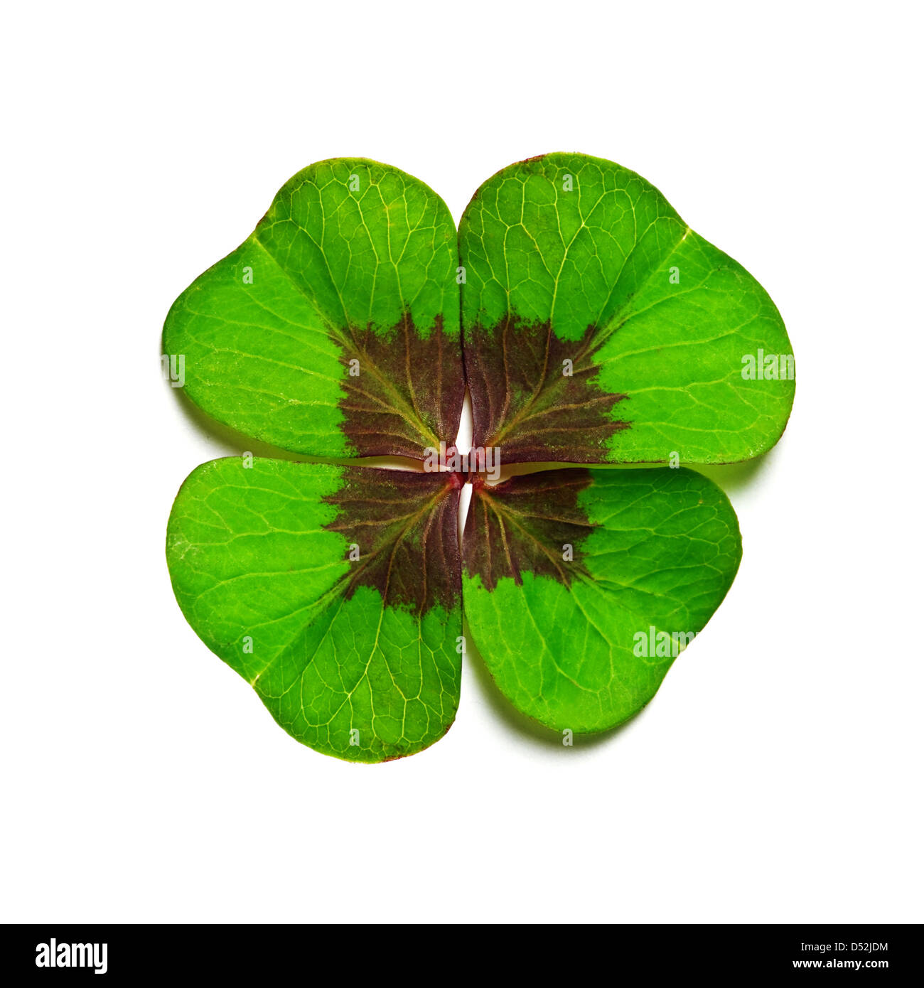 Green clover leaf closeup Cut Out Stock Images & Pictures - Alamy