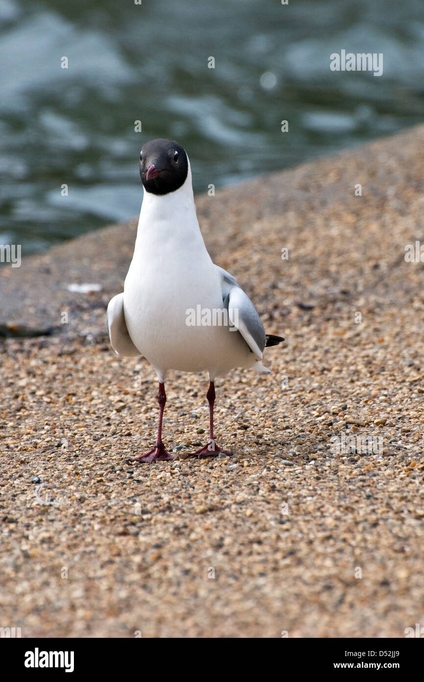 Black Headed gull Stock Photo - Alamy