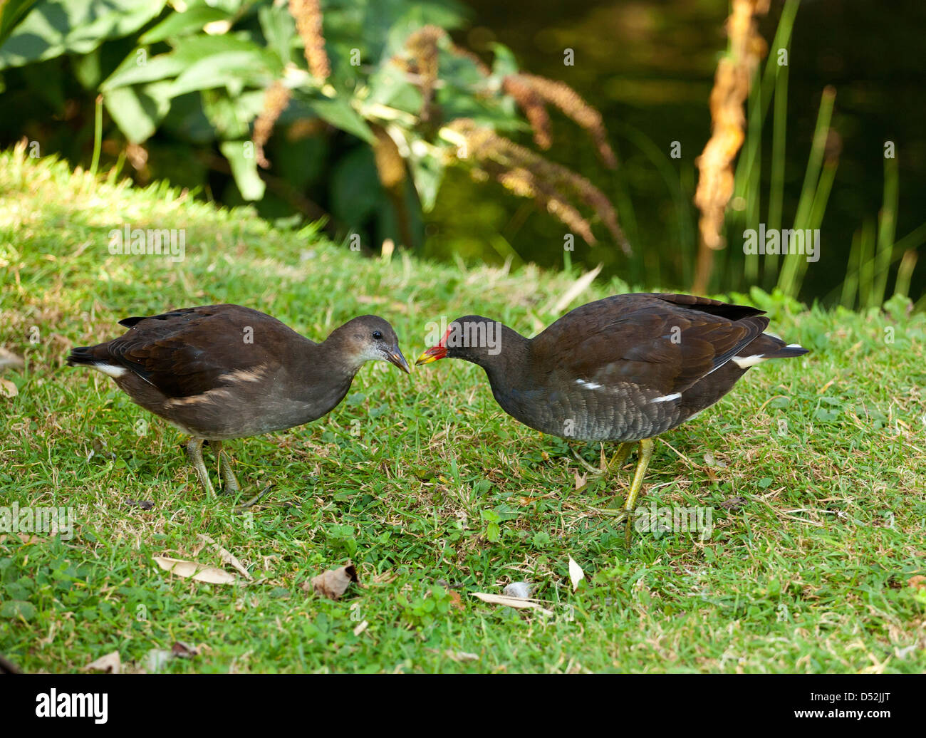 Moorhen feeding young hi-res stock photography and images - Alamy