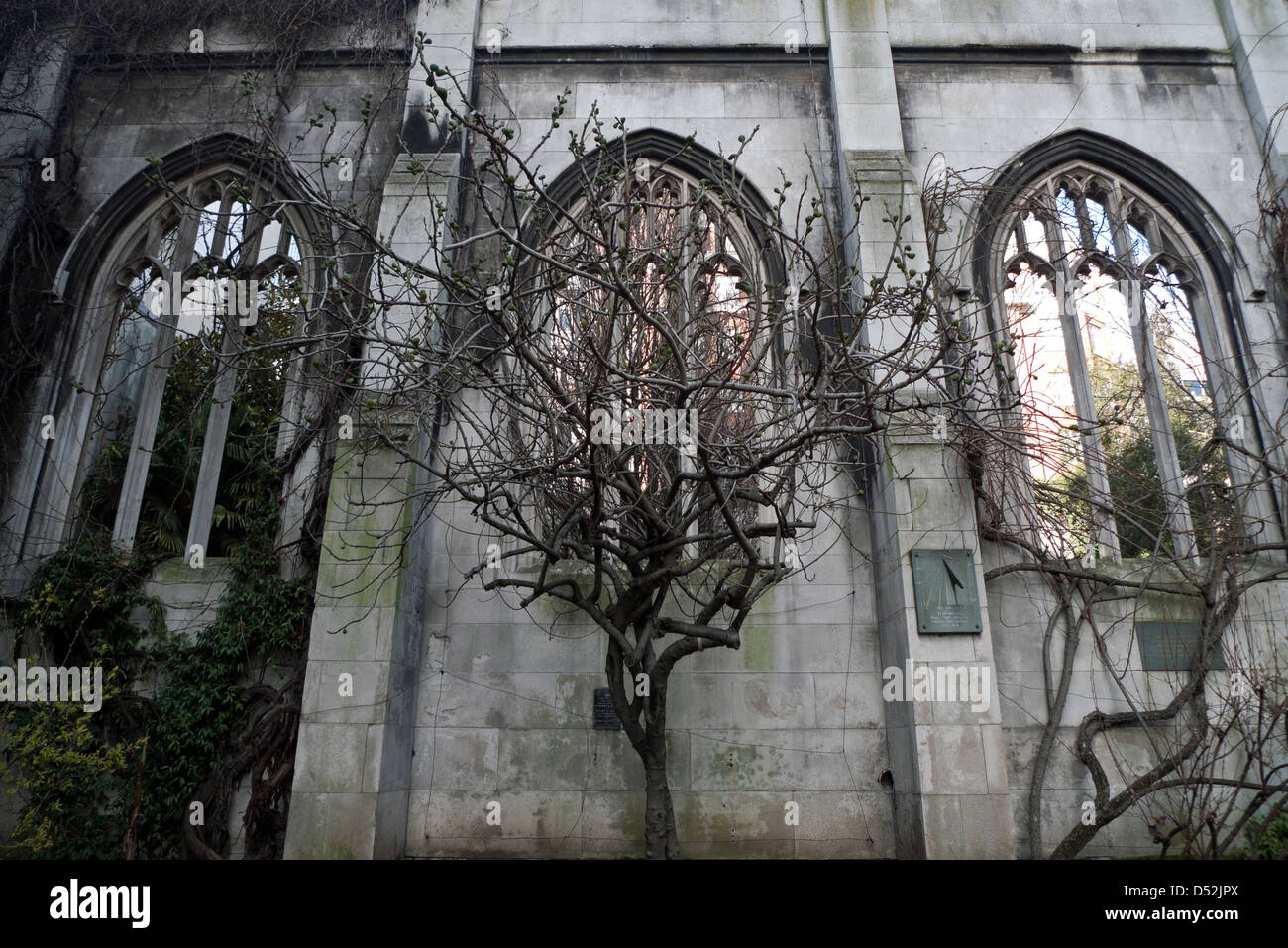 Fig tree and sun dial at St. Dunstan in the East church and garden City ...