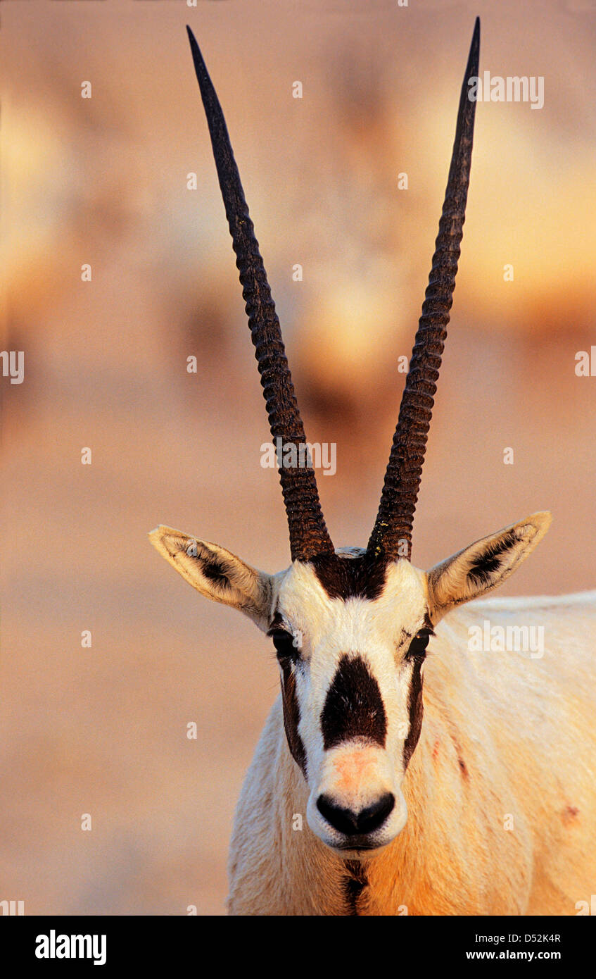 Arabian Oryx (Oryx leucoryx) on Sir Bani Yas Island, United Arab ...