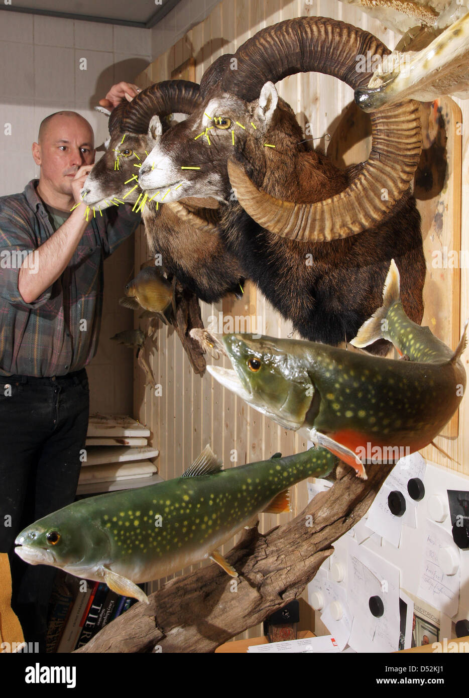 Animal taxidermist Michael Nickel works on two moufflon heads in Jena ...