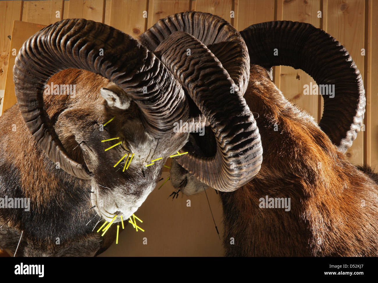 Animal taxidermist Michael Nickel works on two moufflon heads in Jena ...