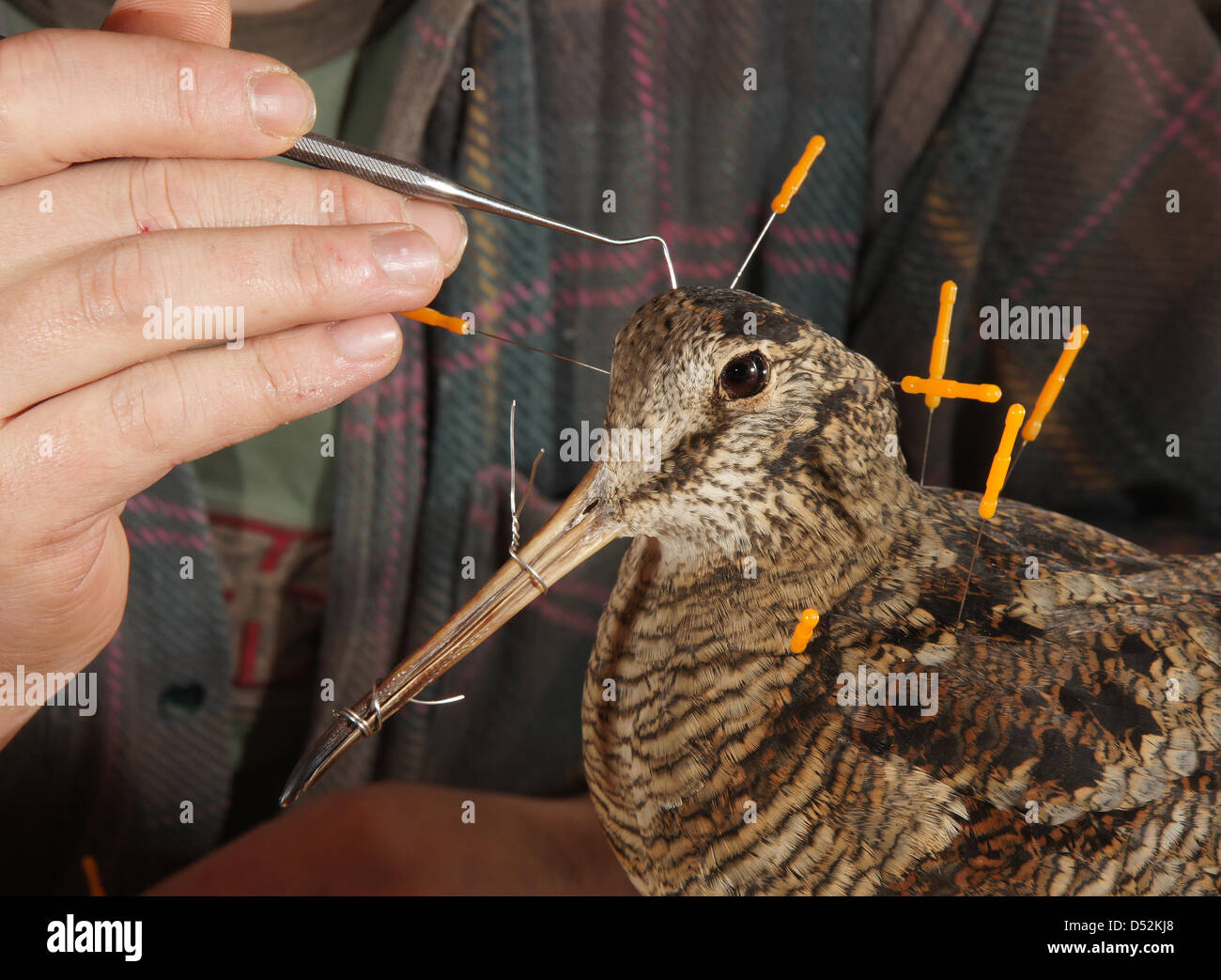 Animal taxidermist Michael Nickel works on a woodcock in Jena, Germany ...