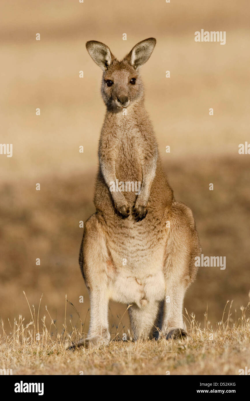 Eastern Grey Kangaroo or Forester Kangaroo (Macropus giganteus ...