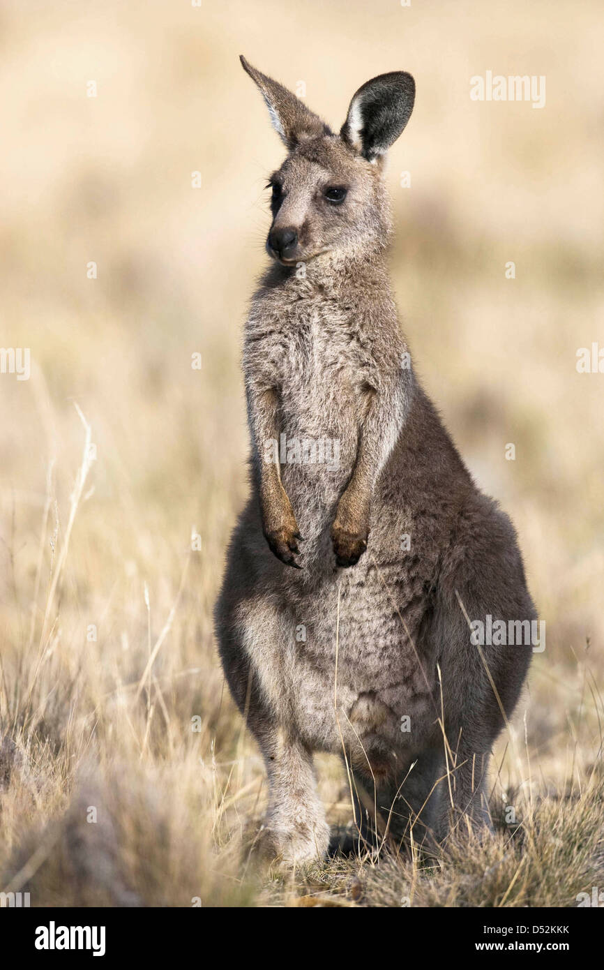 Eastern Grey Kangaroo or Forester Kangaroo (Macropus giganteus ...