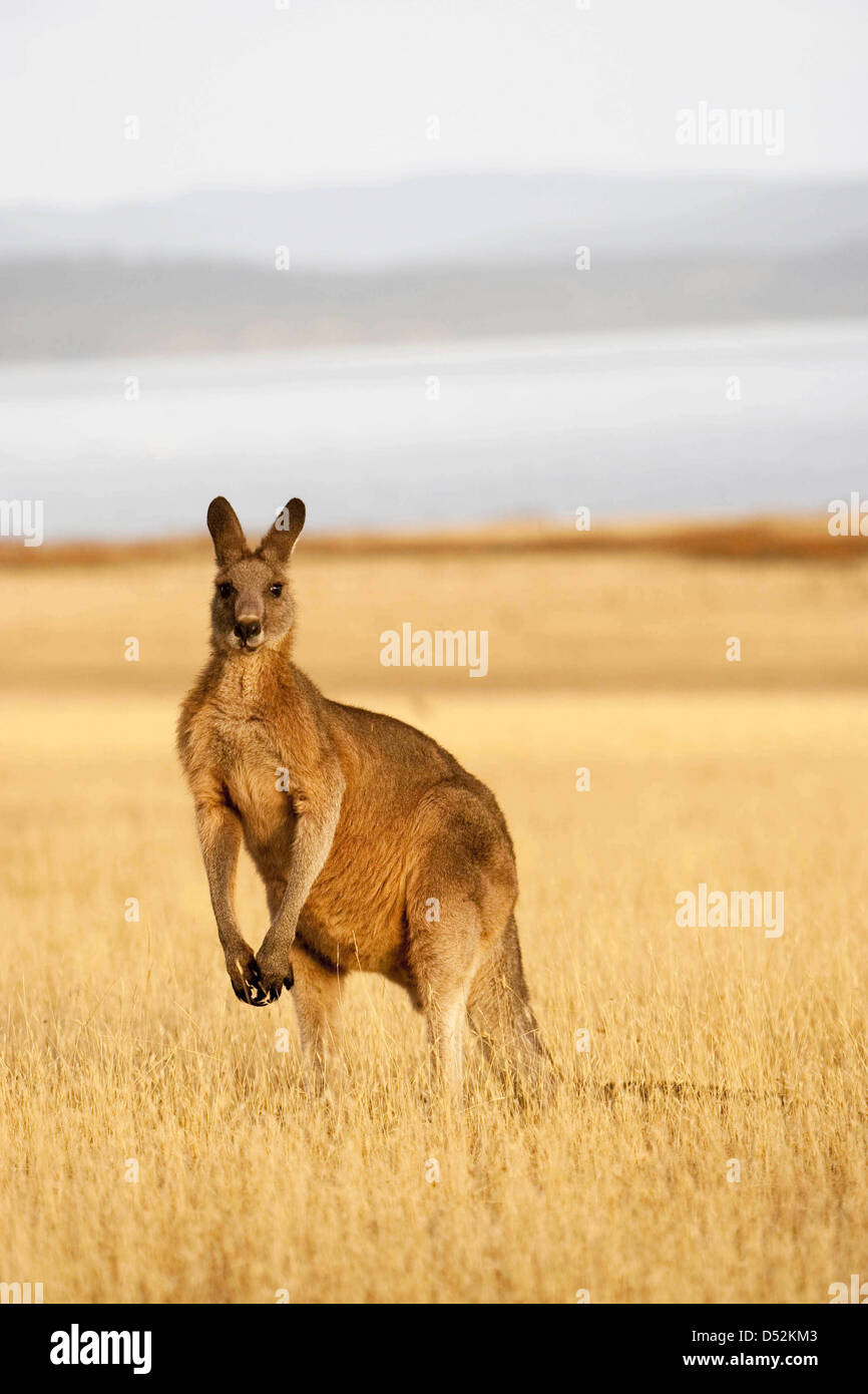 Eastern Grey Kangaroo or Forester Kangaroo (Macropus giganteus ...