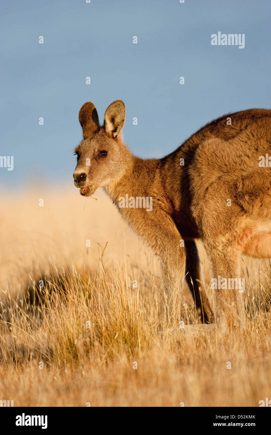 Eastern Grey Kangaroo or Forester Kangaroo (Macropus giganteus ...