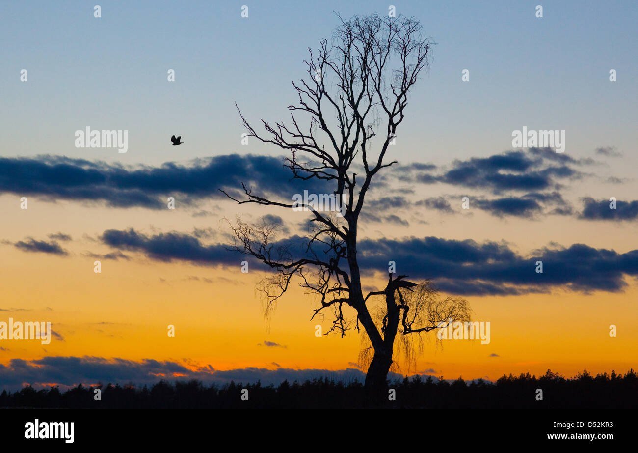 An old birch pictured before the dusk background near Briesen, Germany ...