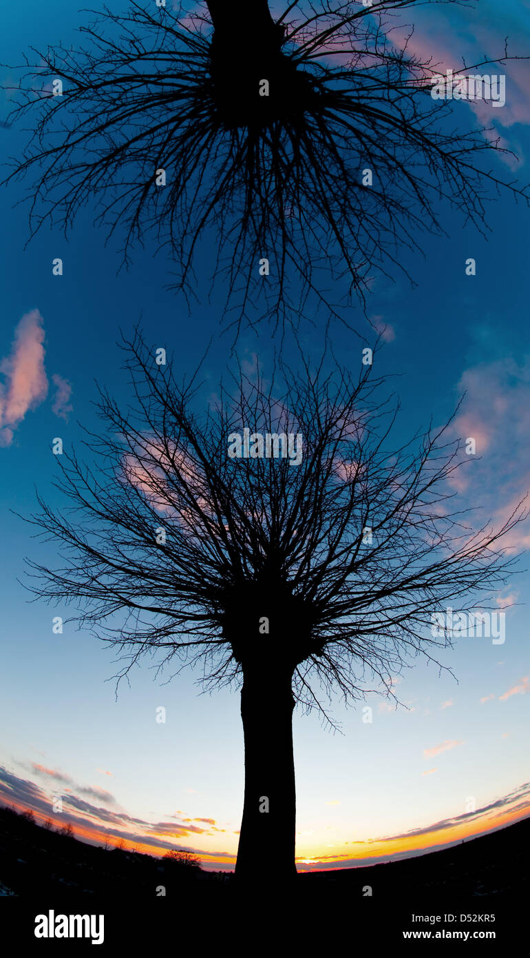 Two trees pictured before the dusk background near Briesen, Germany, 05 ...
