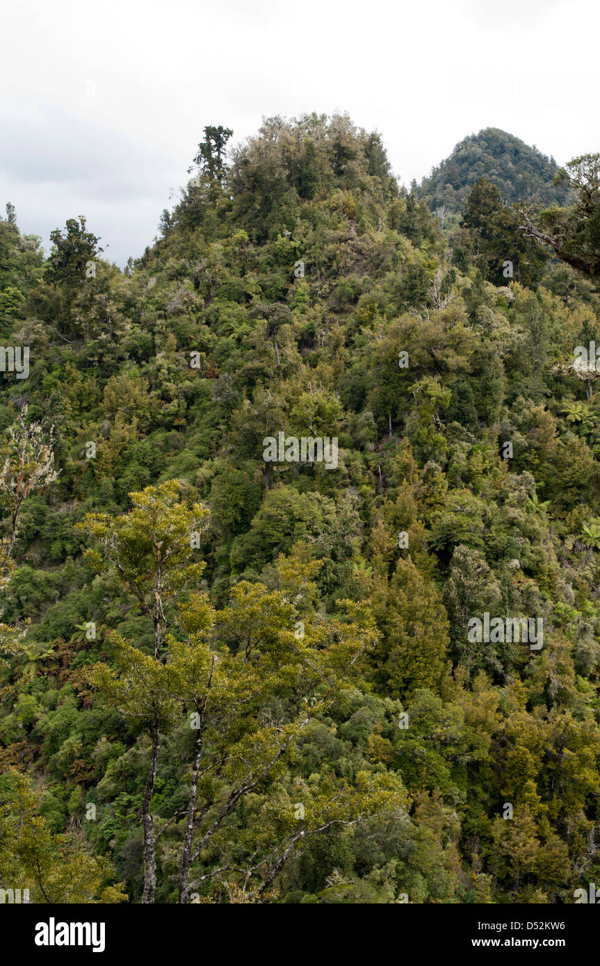 Urewera hi-res stock photography and images - Alamy