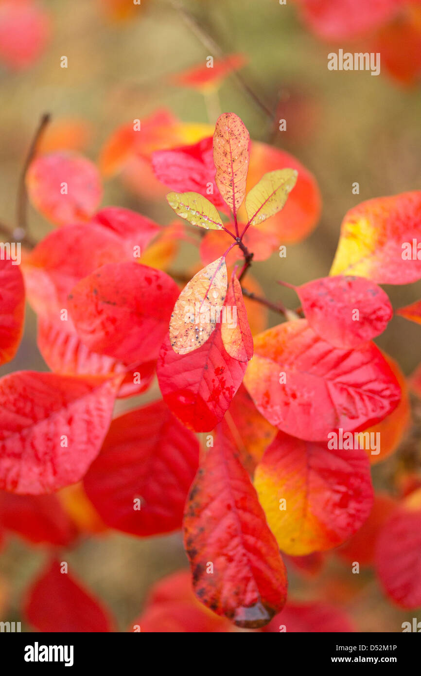 A smoke bush photographed in autumn in an English garden Stock Photo ...