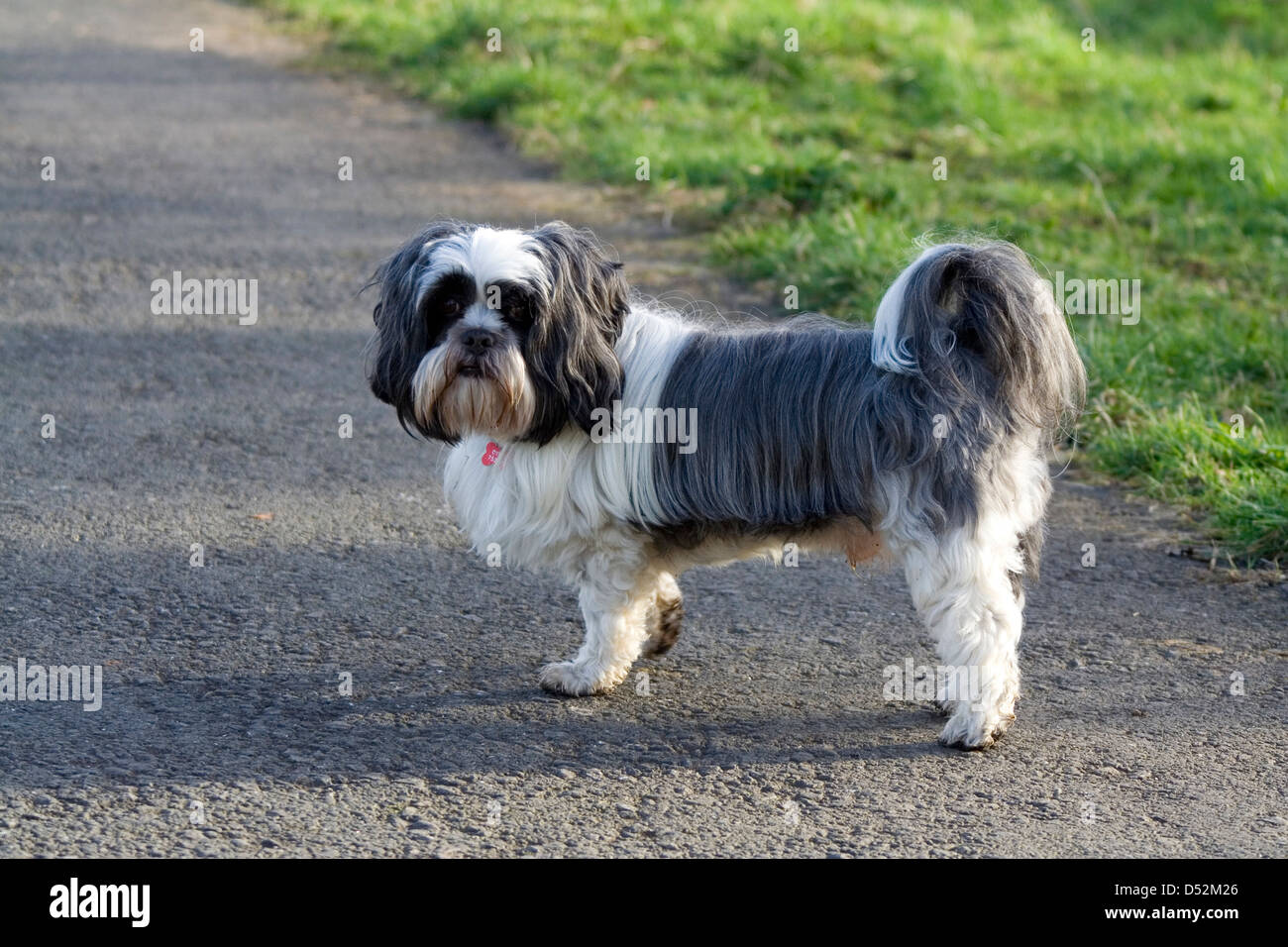 Lhasa Apso dog Stock Photo - Alamy