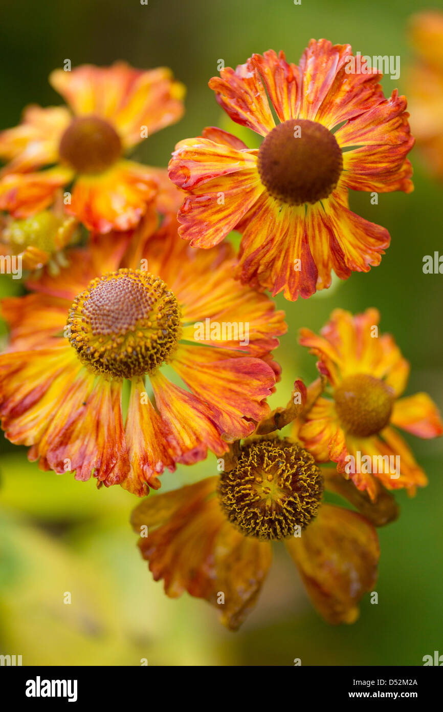Helenium hi-res stock photography and images - Alamy