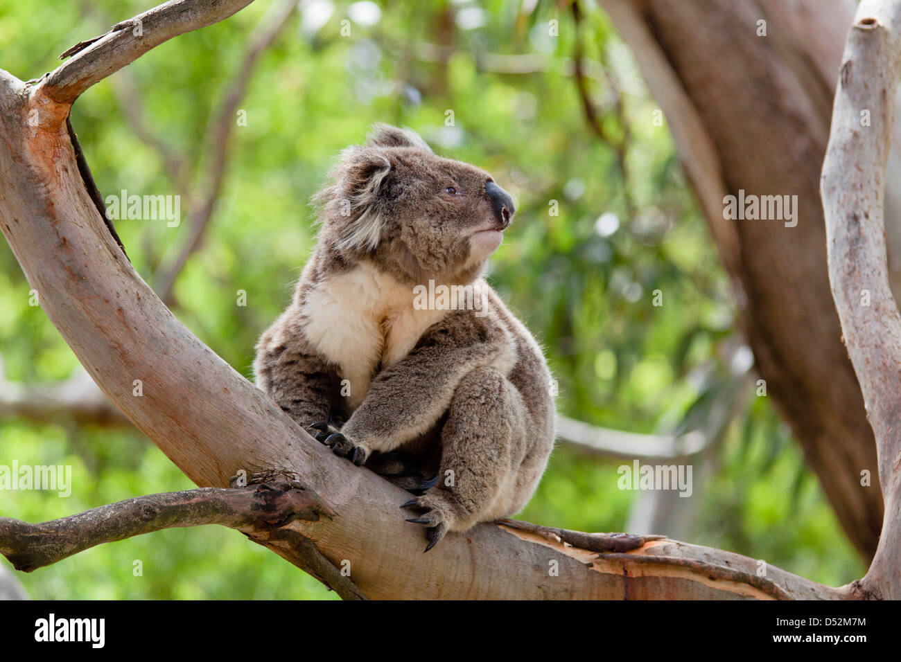 Koala (Phascolarctos cinereus) in tree, Australia Stock Photo - Alamy