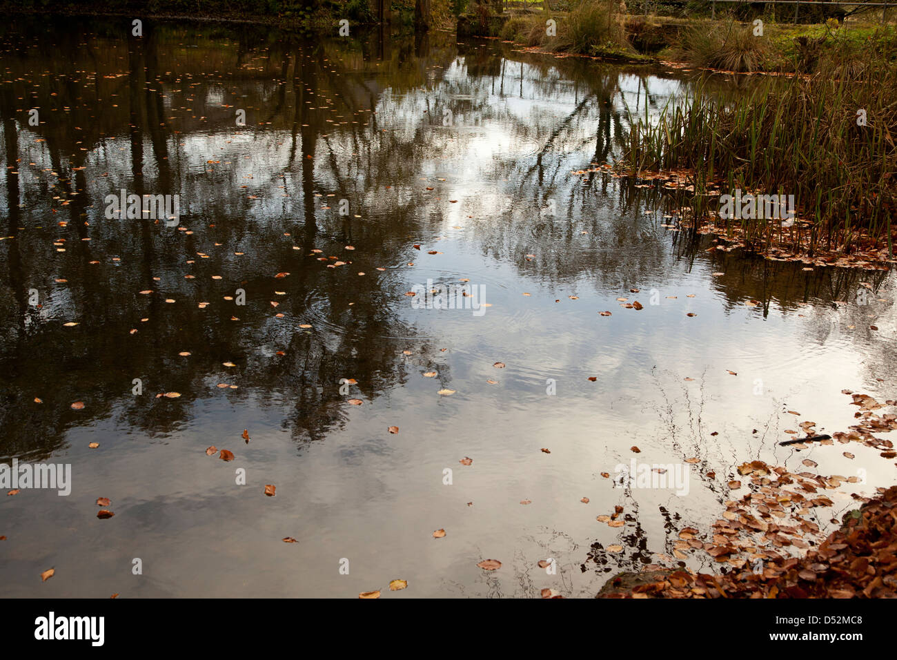 Reflections in a pond Stock Photo - Alamy