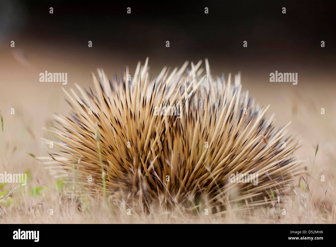Short-beaked Echidna (Tachyglossus aculeatus), Australia Stock Photo ...