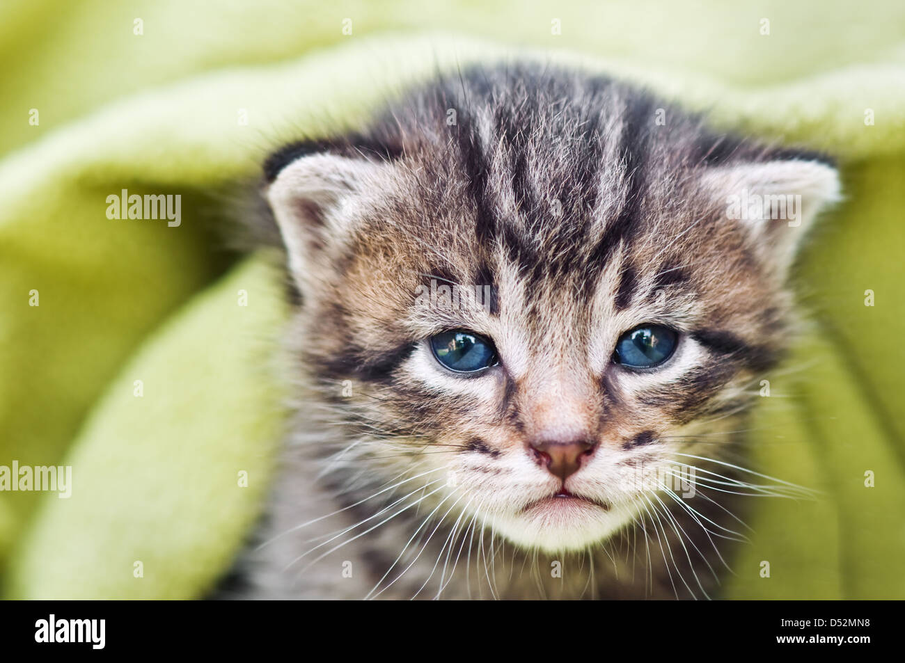 small kitten face close up Stock Photo - Alamy
