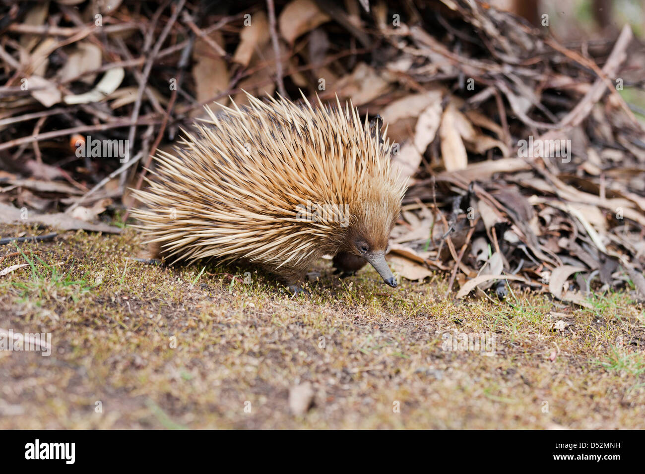 Prototheria hi-res stock photography and images - Alamy