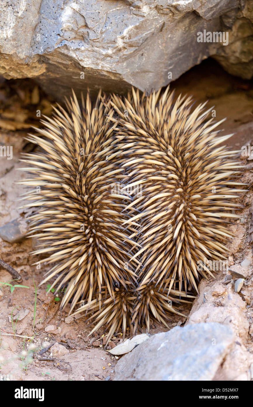Short-beaked Echidna (Tachyglossus aculeatus), Australia Stock Photo ...