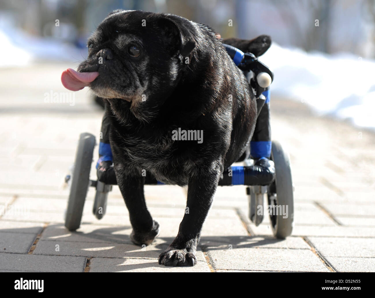 11-year-old pug ''Billy'' walks with his dog-wheelchair through a park ...
