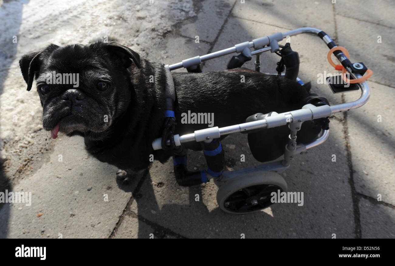 11-year-old pug ''Billy'' walks with his dog-wheelchair through a park ...